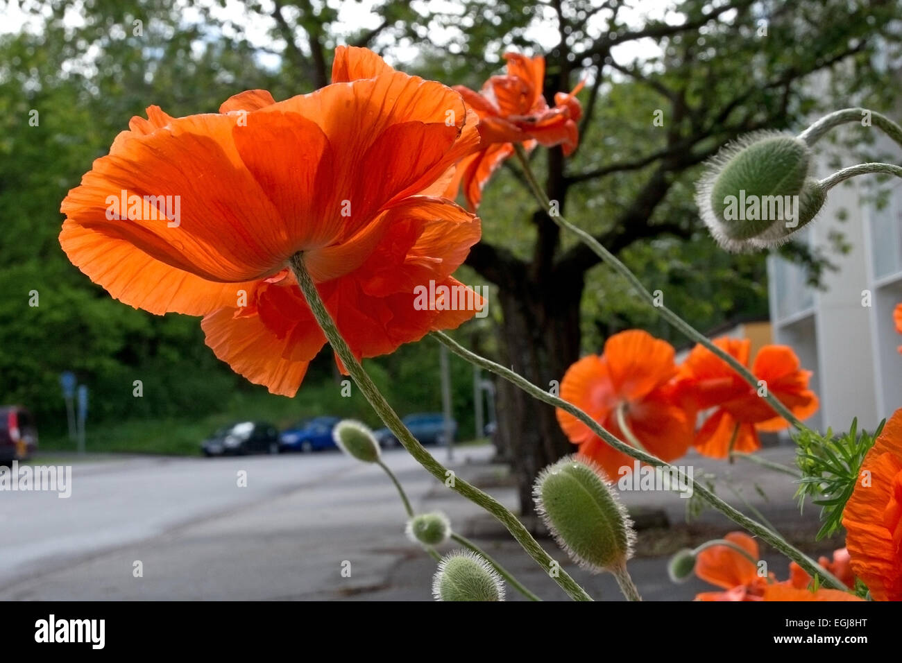 Orange color hi-res stock photography and images - Alamy