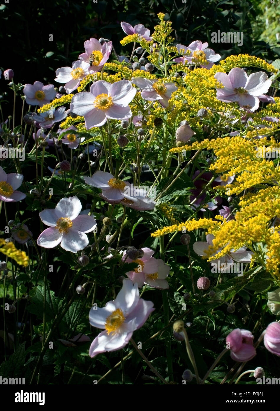 Pink garden flowers blossoming in the August garden, Stockholm, Sweden ...