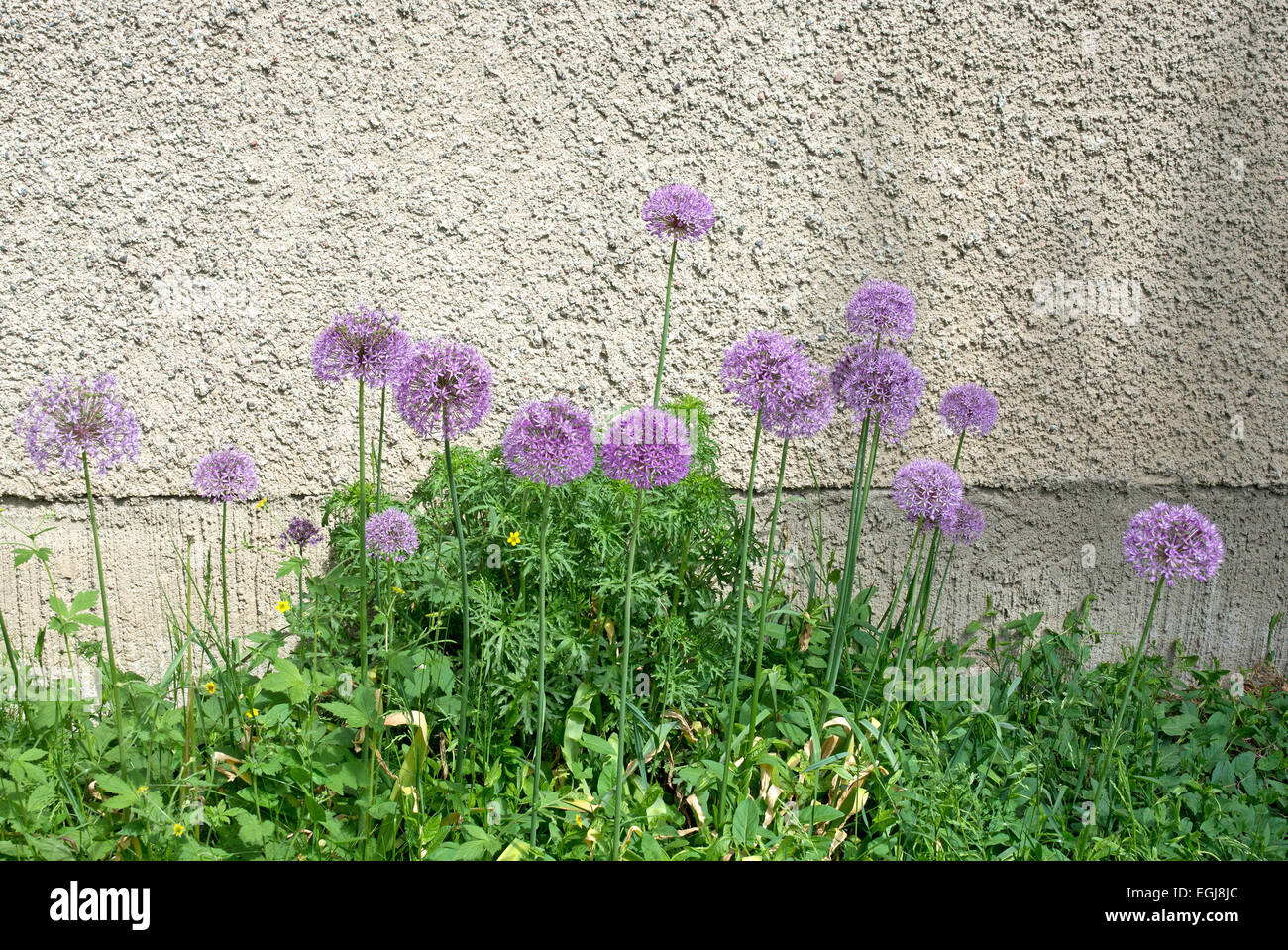 Allium flowers with purple ball like flowers against a roughcast wall ...