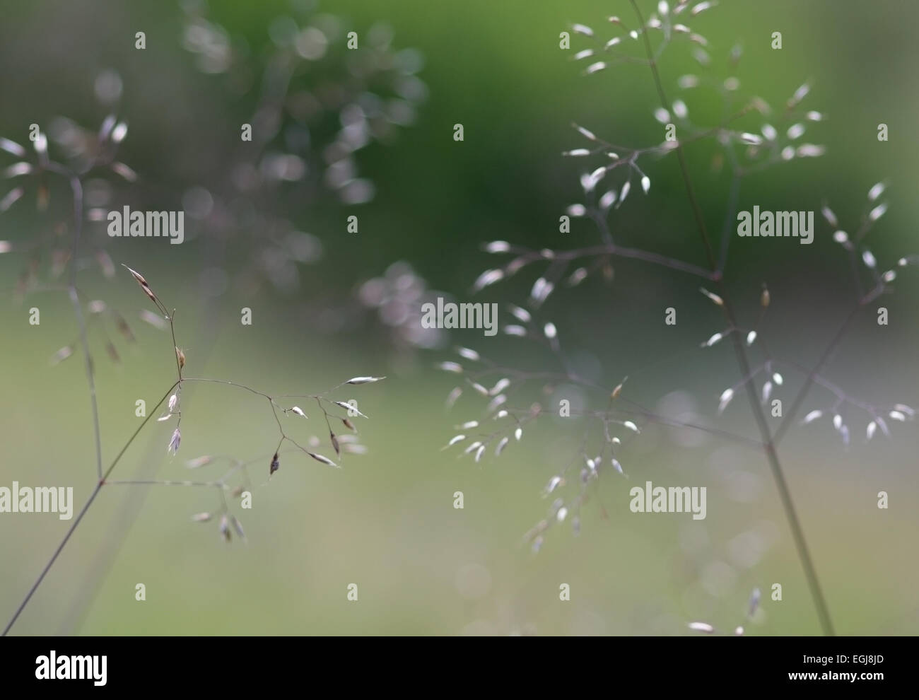 Forest herbs hi-res stock photography and images - Alamy