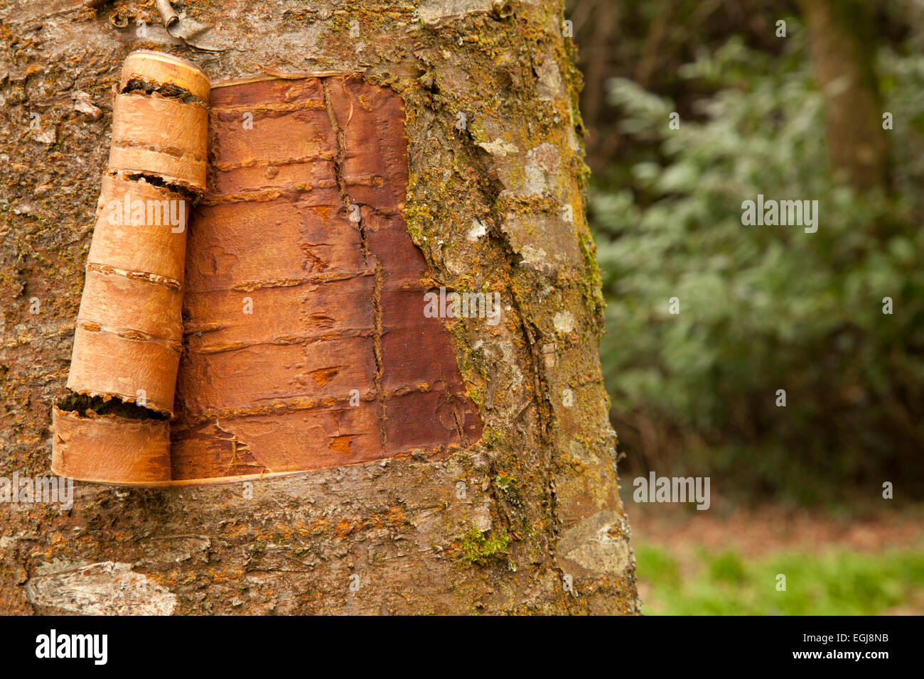 Peeled tree bark Stock Photo - Alamy
