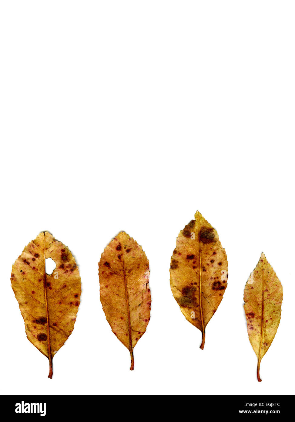 Autumn against background autumn leaves Cut Out Stock Images & Pictures ...