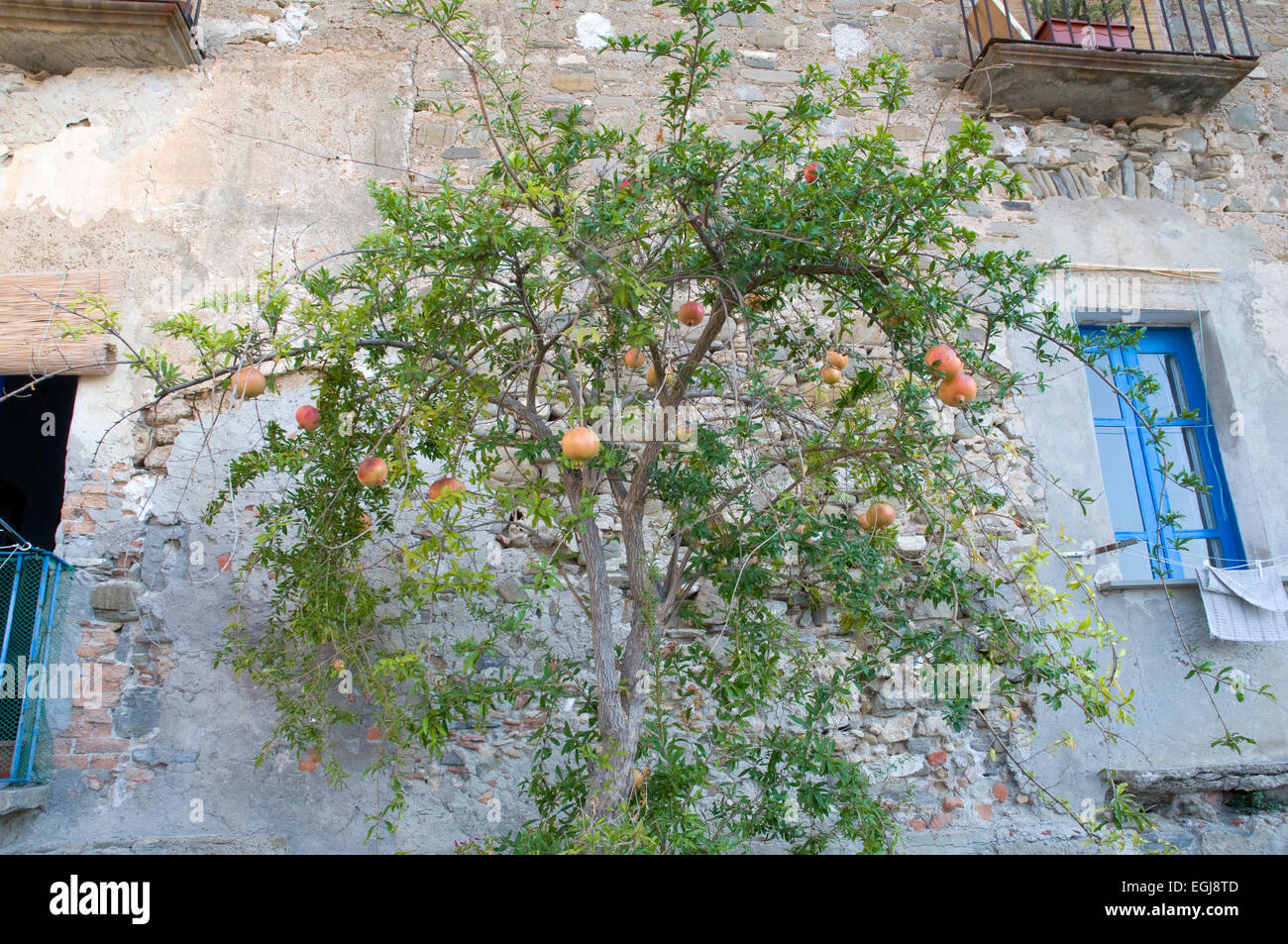 Melograno hi-res stock photography and images - Alamy