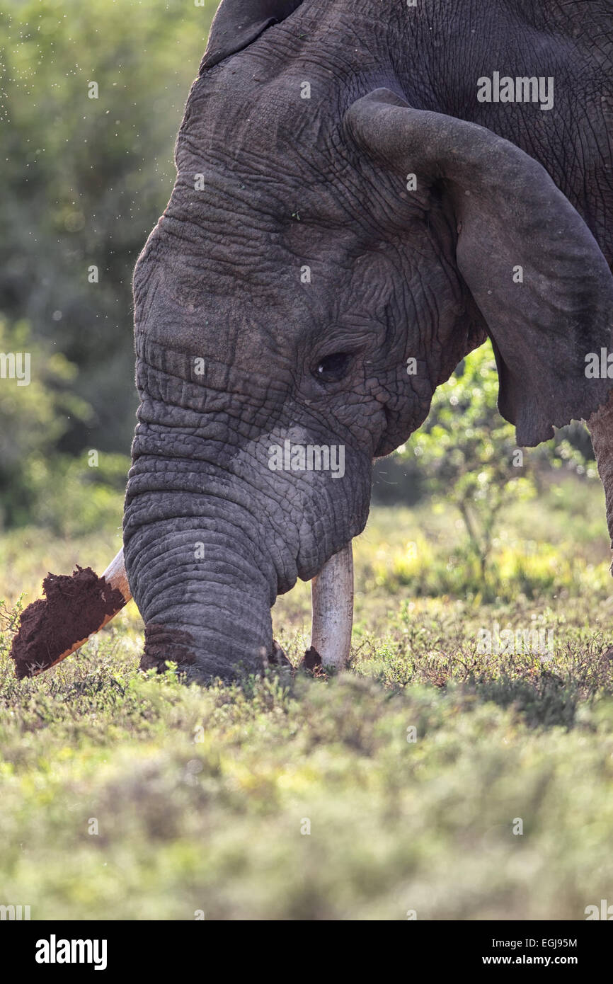 Elephant using tusk hi-res stock photography and images - Alamy