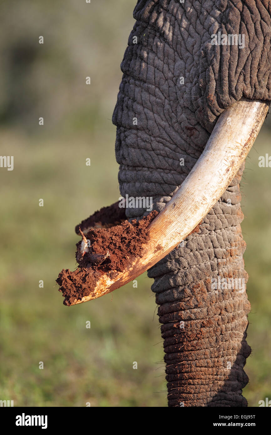 Elephant using tusk hi-res stock photography and images - Alamy