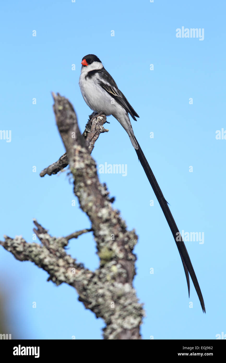 Male Pin-tailed Whydah (Vidua macroura) in the Amakhala Game Reserve ...