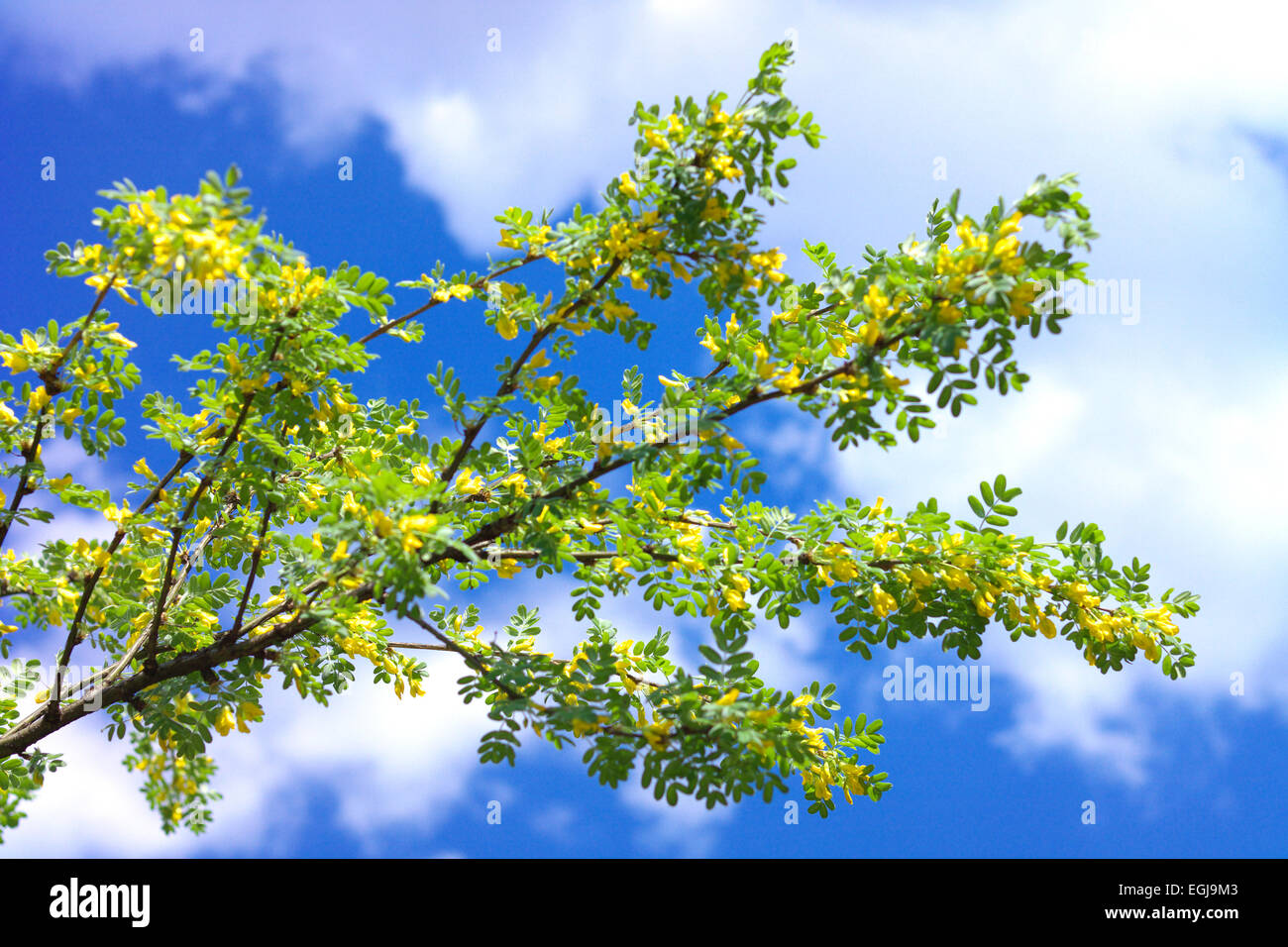 yellow acacia at Spring Stock Photo - Alamy