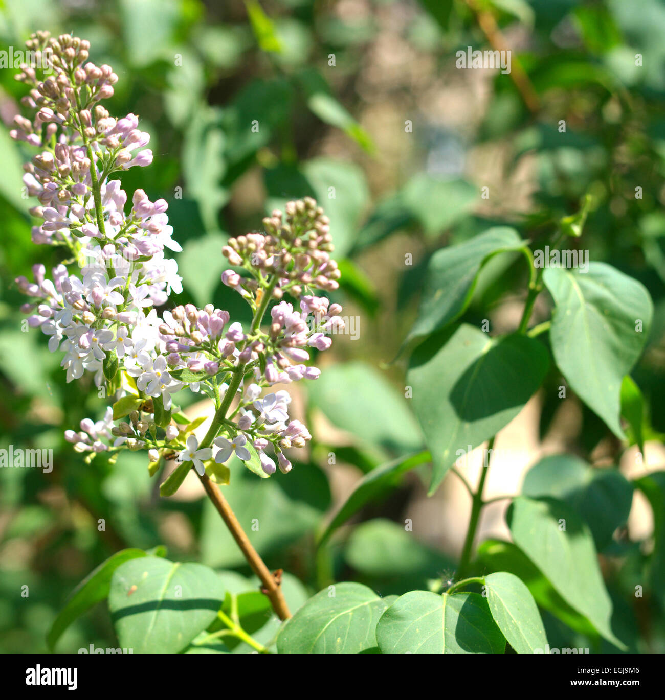 Lilac at Spring Stock Photo - Alamy