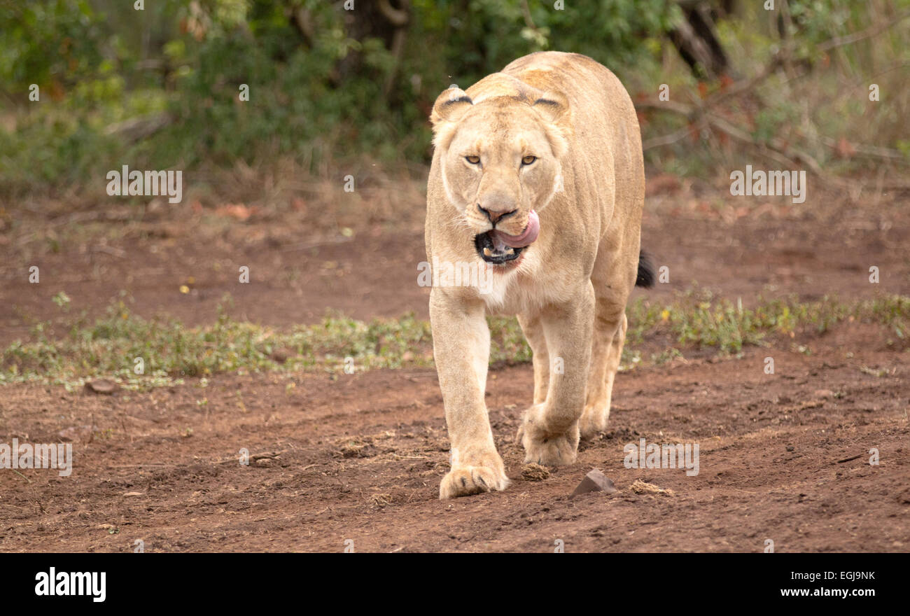lion licking its lips and walking Stock Photo - Alamy