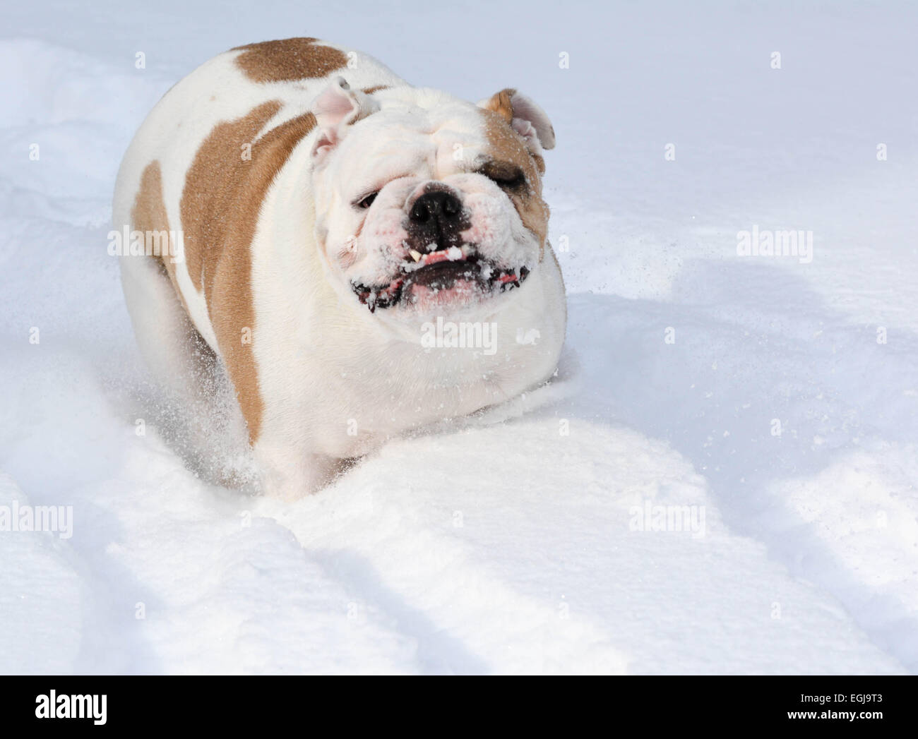 bulldog playing outside in the snow Stock Photo - Alamy