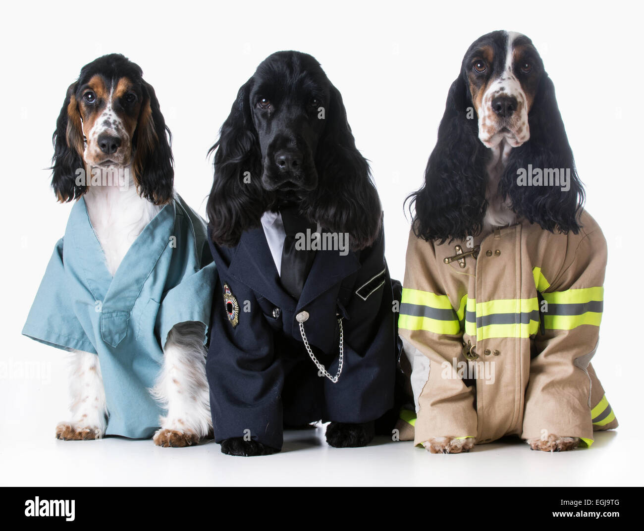 three dogs wearing doctor, policeman, and firefighter costumes on white ...