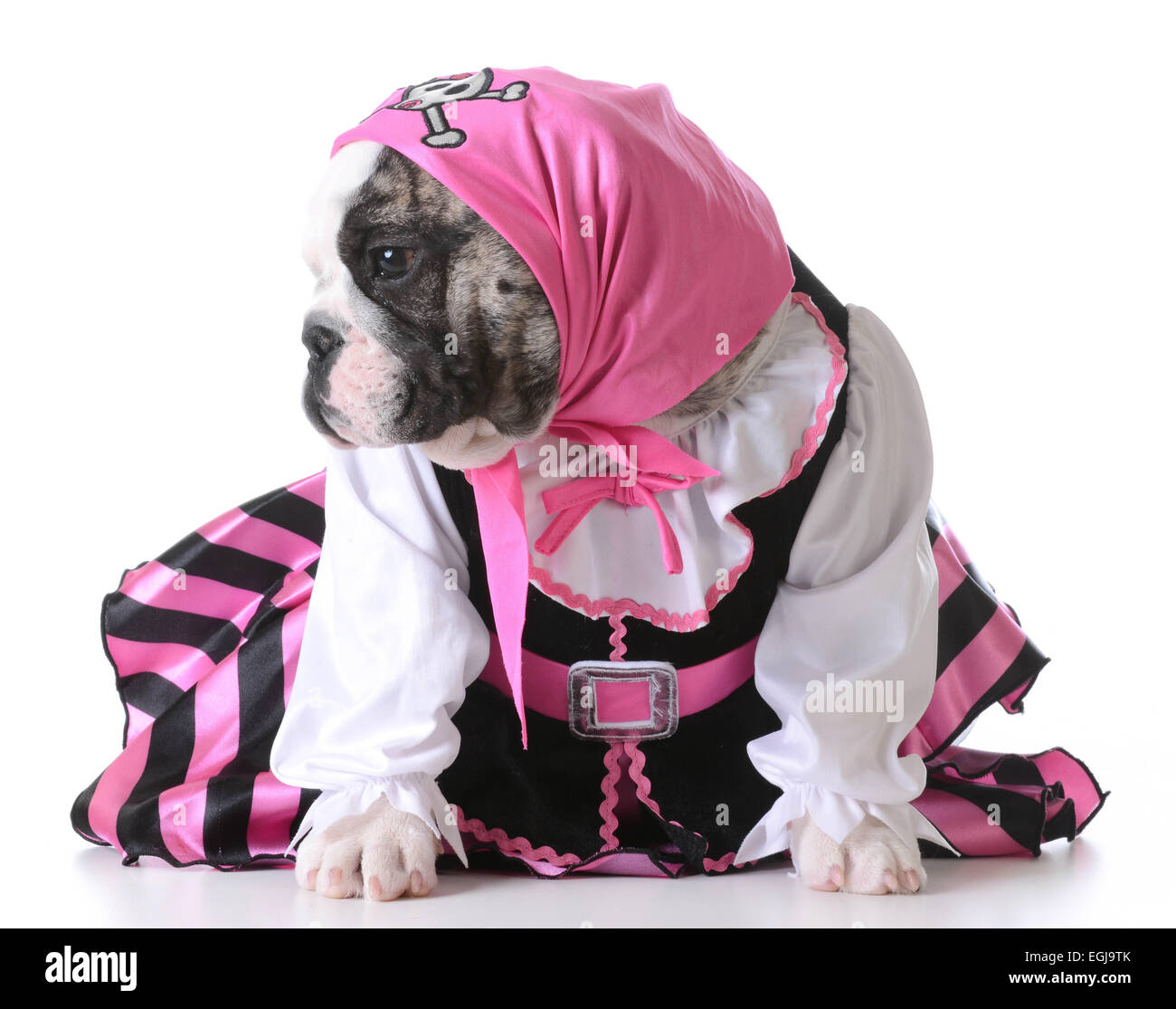 English Bulldogs In Halloween Costumes