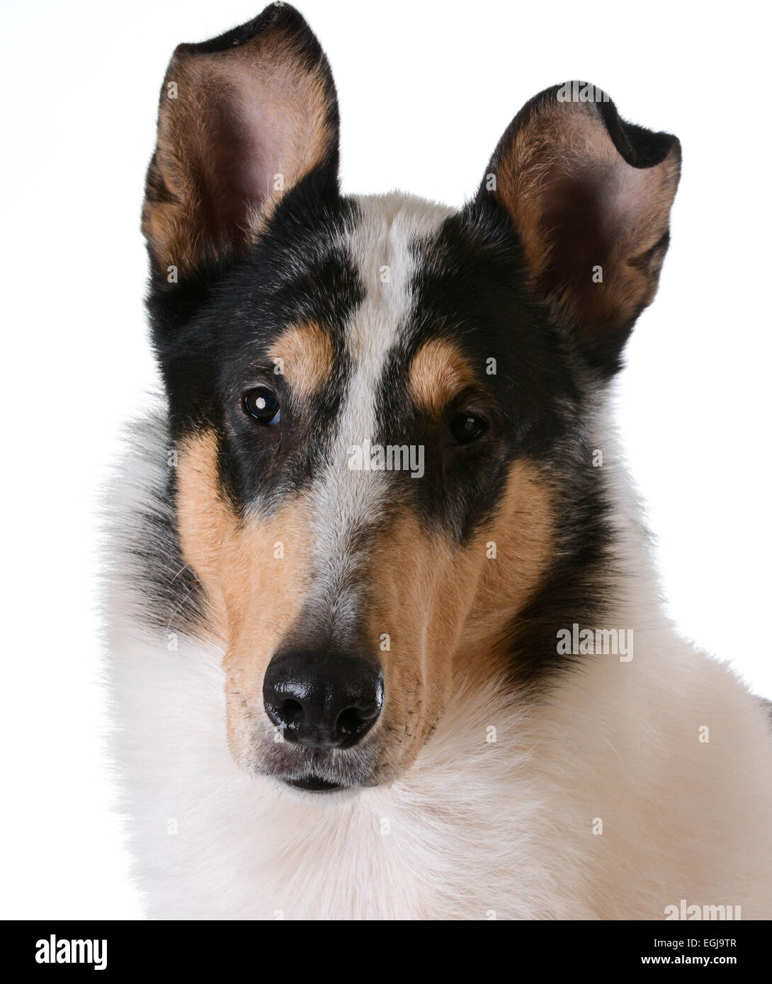 smooth haired collie portrait on white background Stock Photo - Alamy