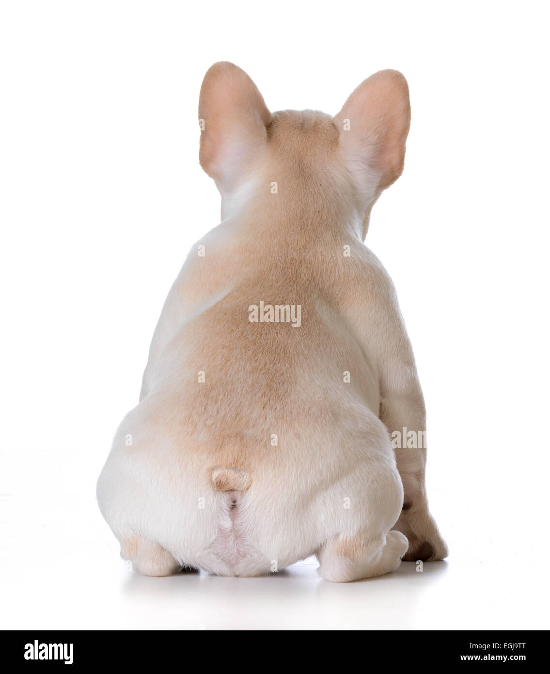 french bulldog sitting from the backside isolated on white background ...
