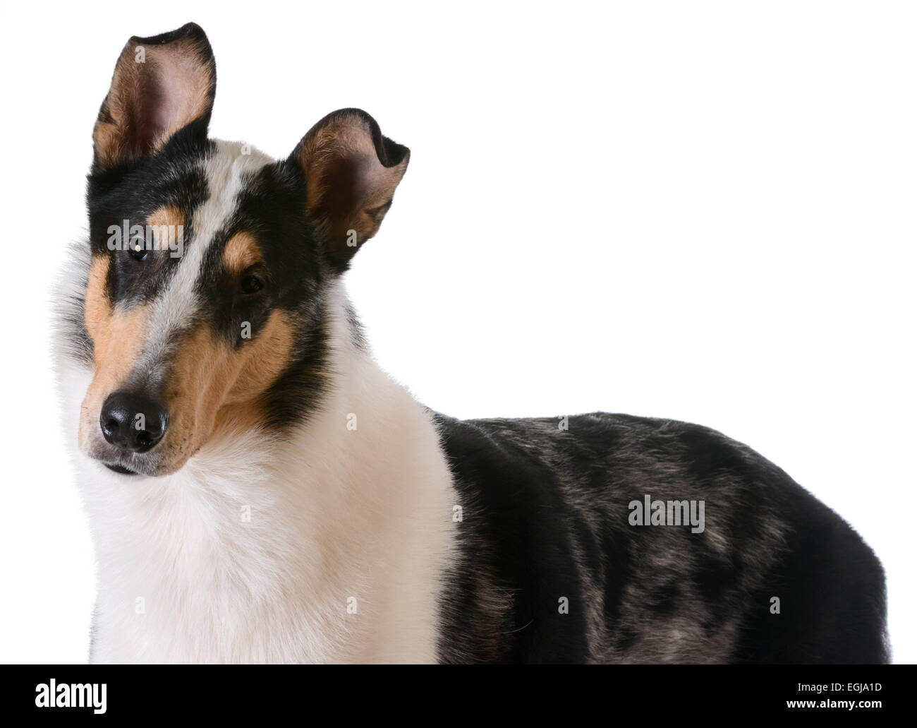 smooth haired collie portrait on white background Stock Photo - Alamy