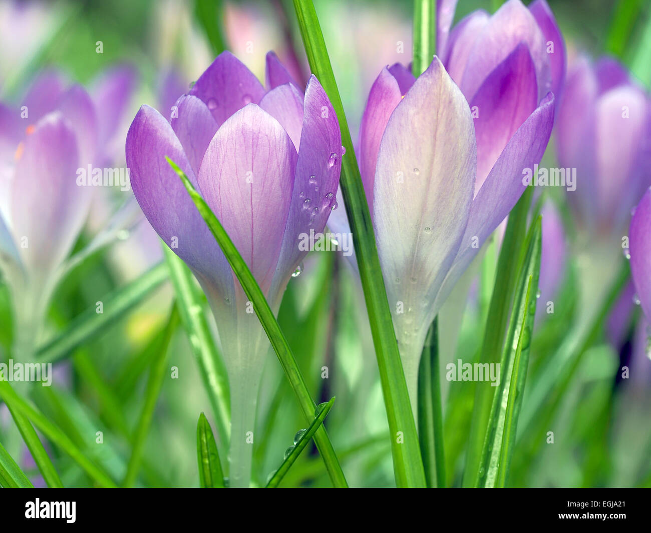 Spring flowering crocus Stock Photo - Alamy