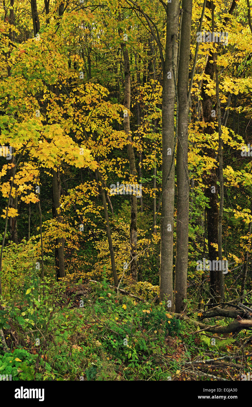 Autumn wild forest with yellow foliage Stock Photo - Alamy