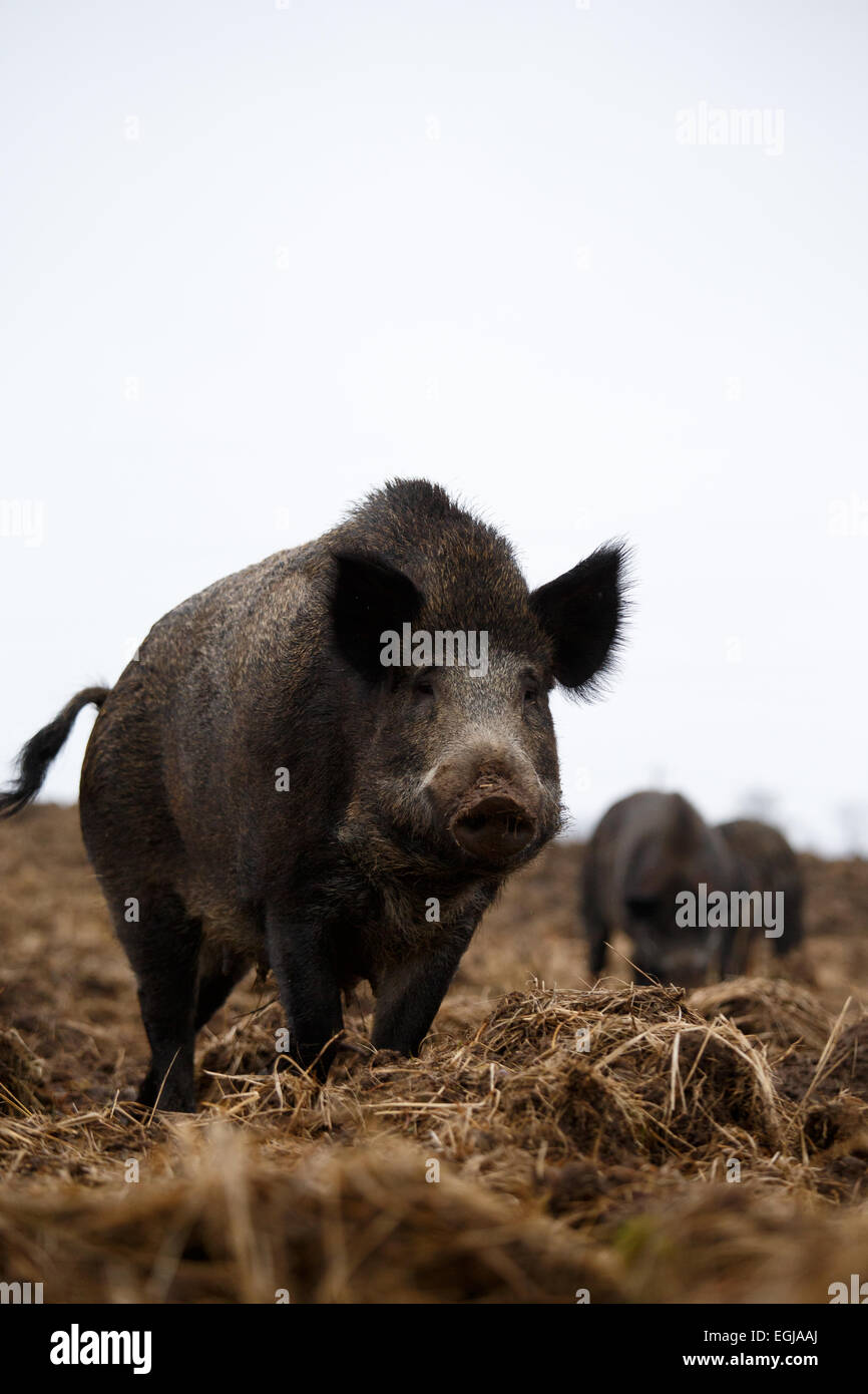 Female wild boar Stock Photo - Alamy