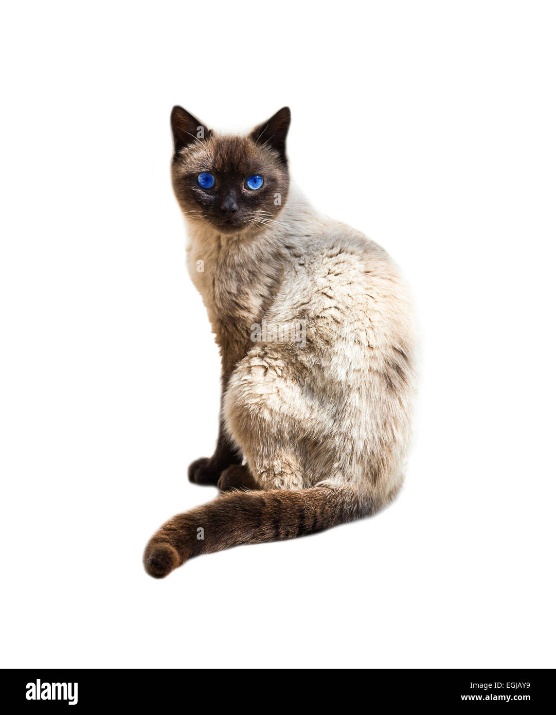 Siamese cat isolated on a white background Stock Photo - Alamy