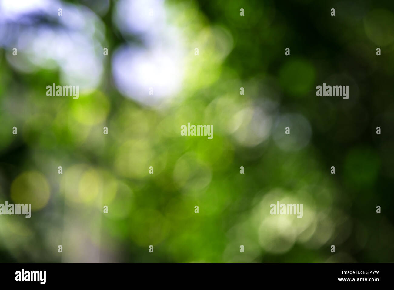 trees green bokeh abstract nature Stock Photo - Alamy