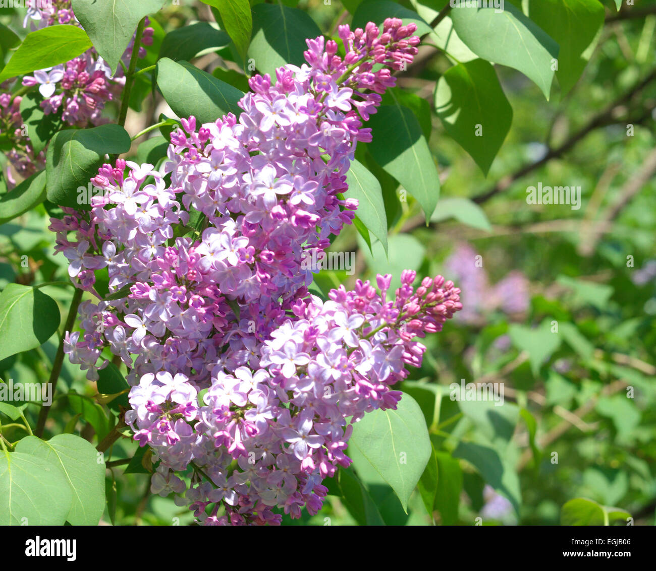 Lilac at Spring Stock Photo - Alamy