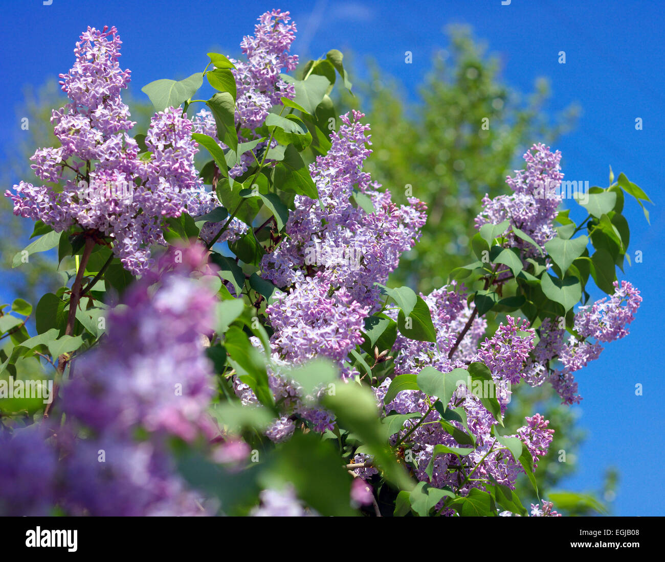 Lilac at Spring Stock Photo - Alamy