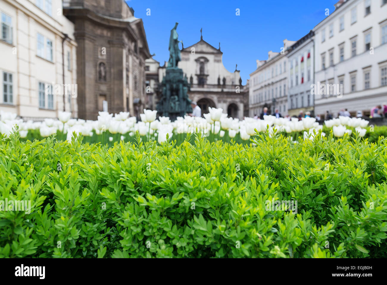 white tulips on the background of the building Stock Photo - Alamy