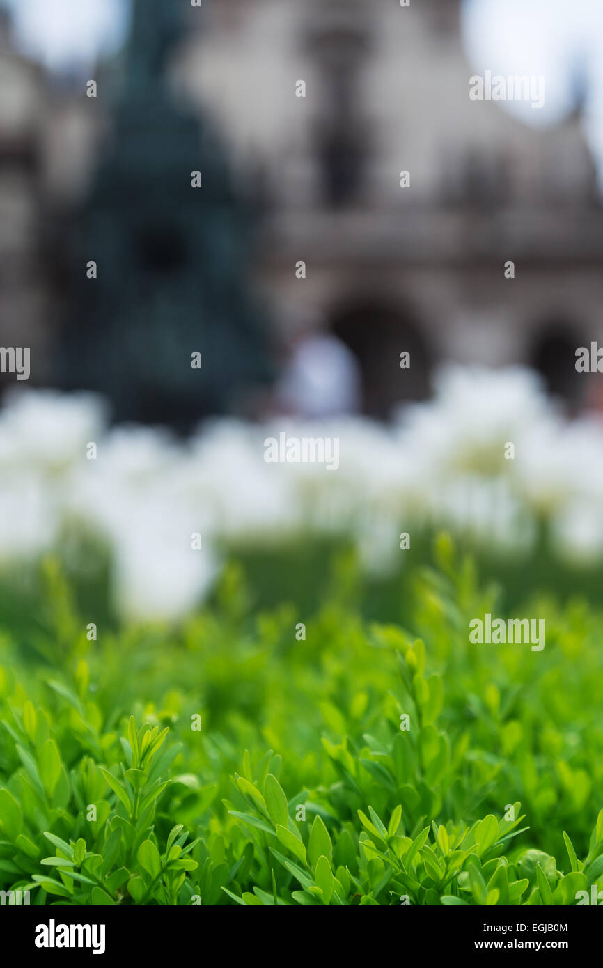 white tulips on the background of the building Stock Photo - Alamy