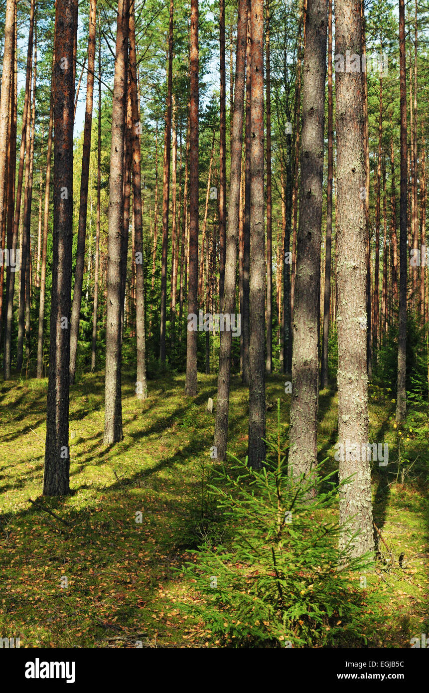 Sunlight pine forest landscape Stock Photo - Alamy