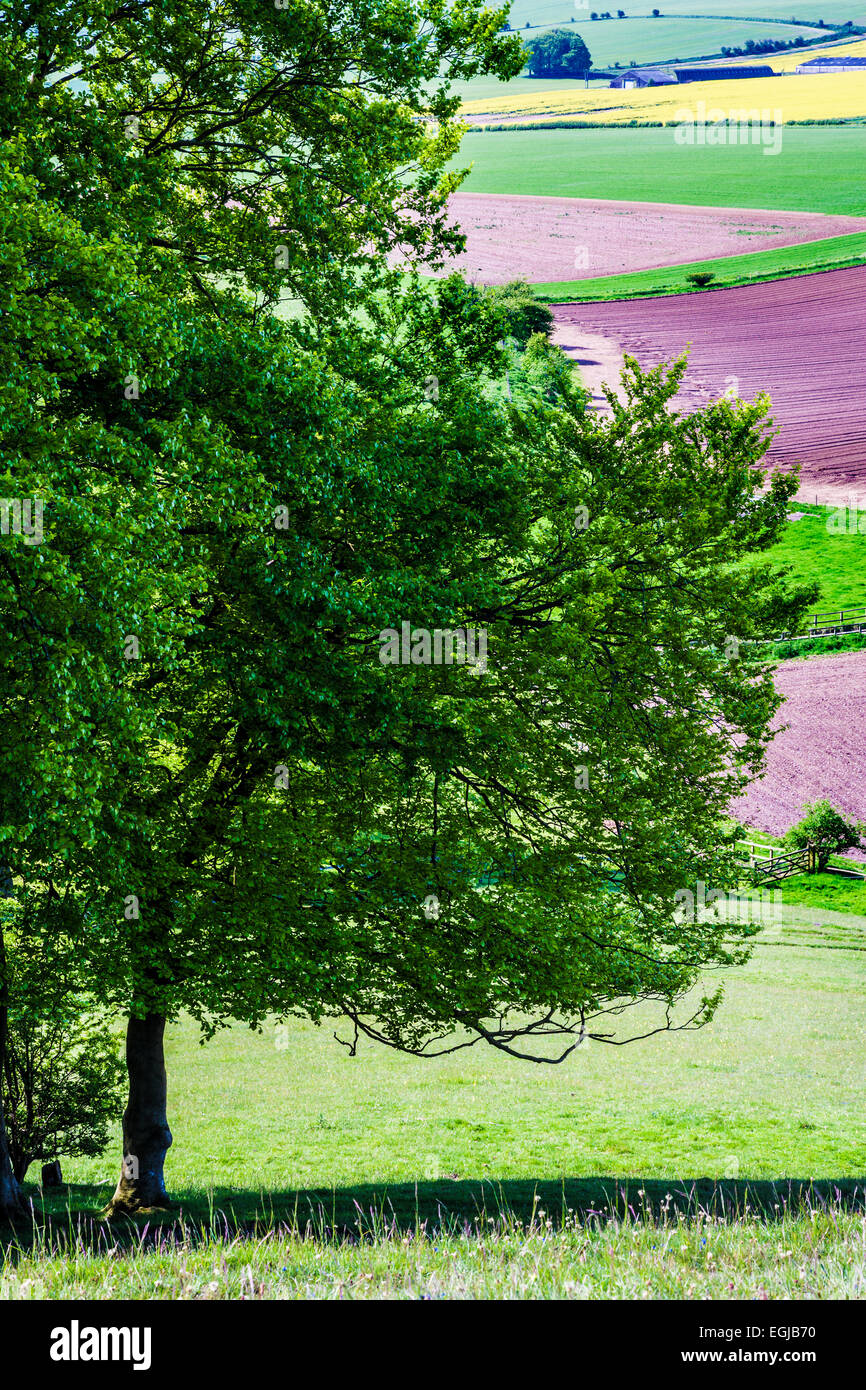 View over farmland and rolling countryside with fields of rape in ...