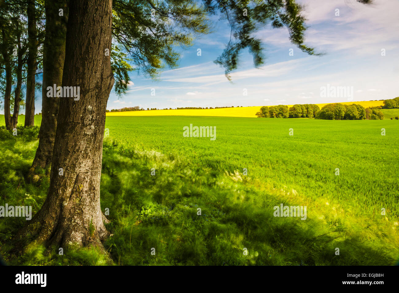 A blustery spring day in the Wiltshire countryside Stock Photo - Alamy