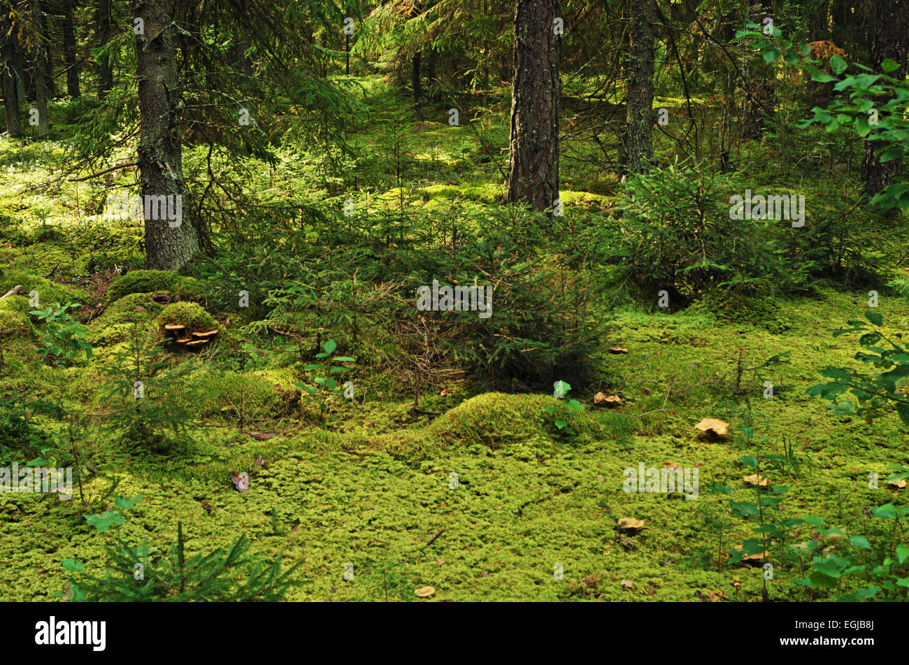 Moss in sunlight fir forest Stock Photo - Alamy