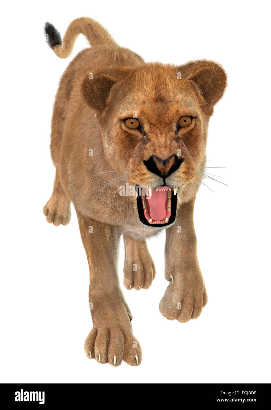 3D digital render of an angry female lion isolated on white background ...
