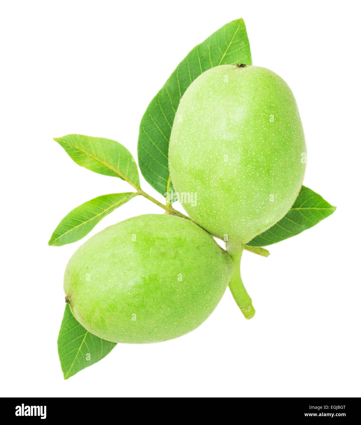 green walnuts isolated on white background Stock Photo - Alamy