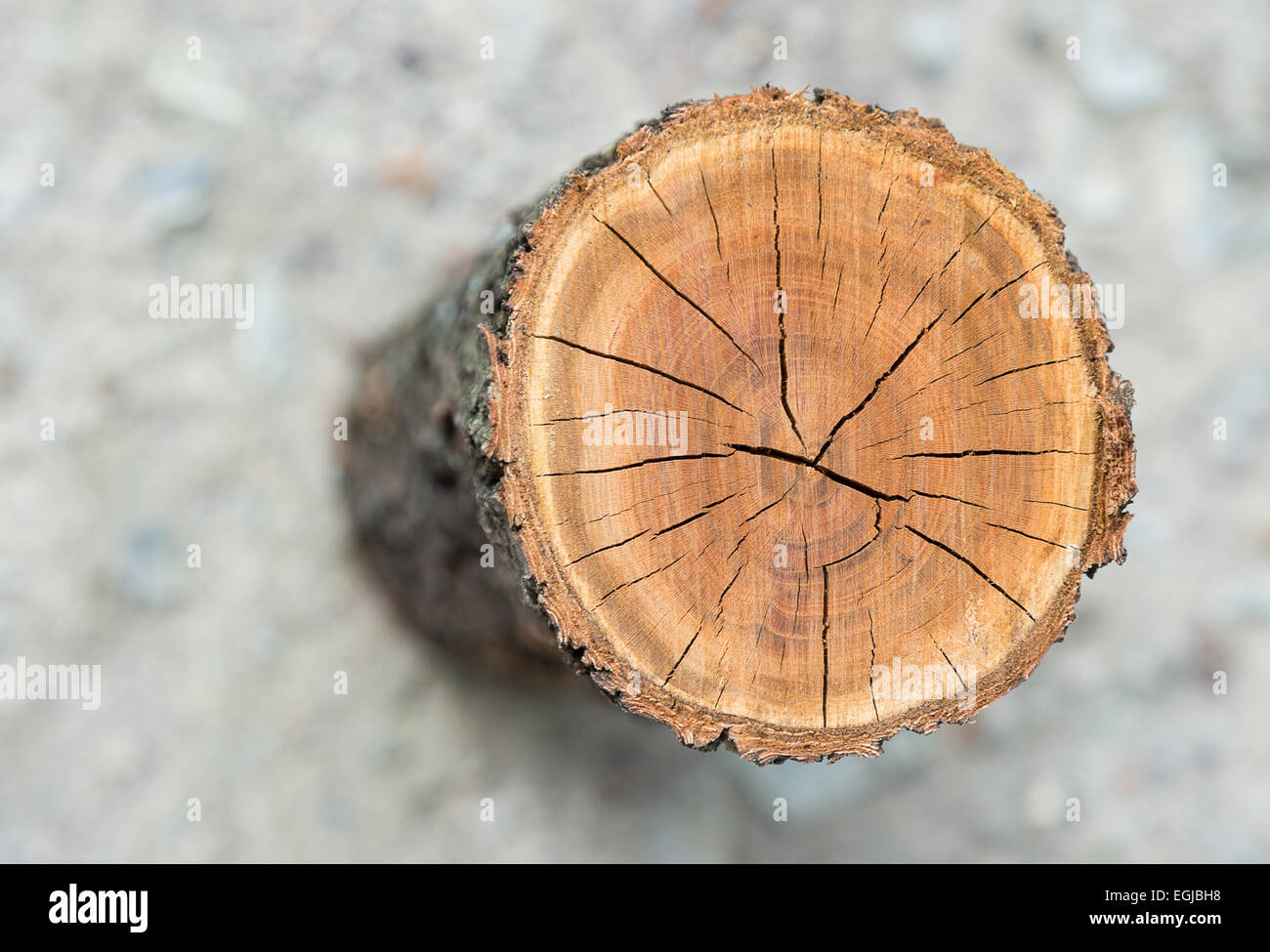 Wood circle texture slice background Stock Photo - Alamy