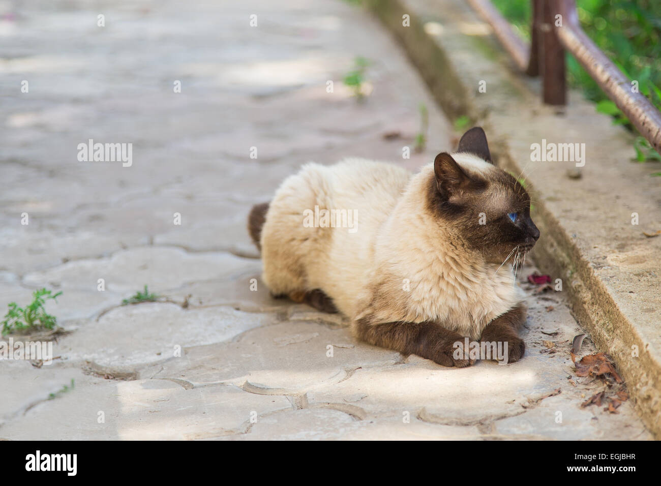 Siamese cat playing in garden hi-res stock photography and images - Alamy