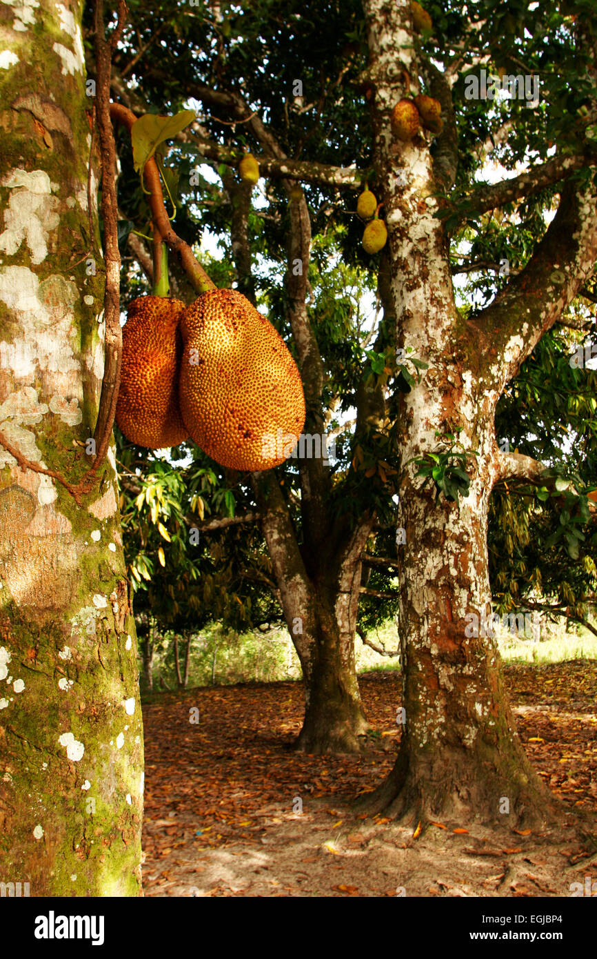 Jackfruit growing hi-res stock photography and images - Alamy