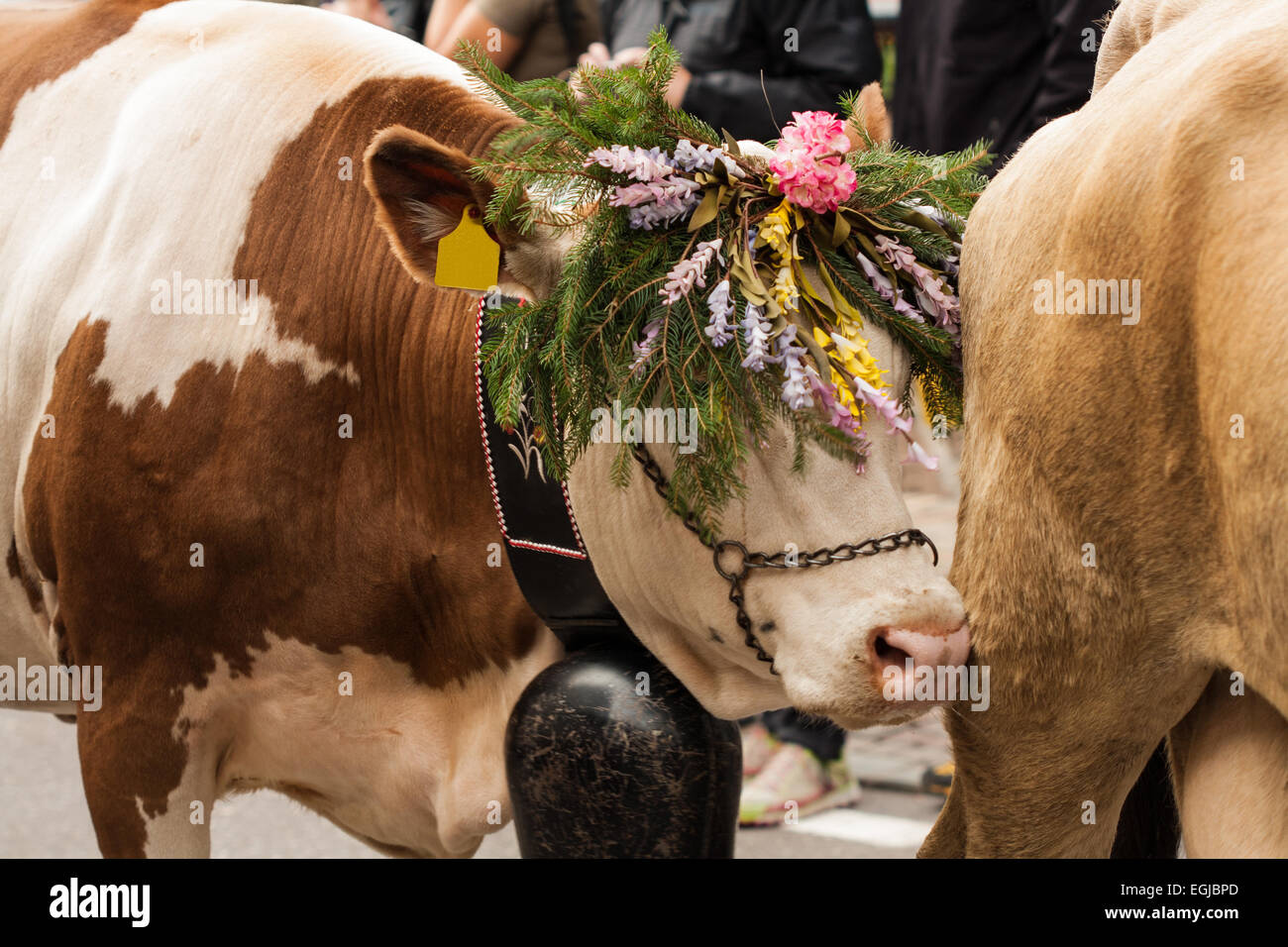 Cow chief hi-res stock photography and images - Alamy