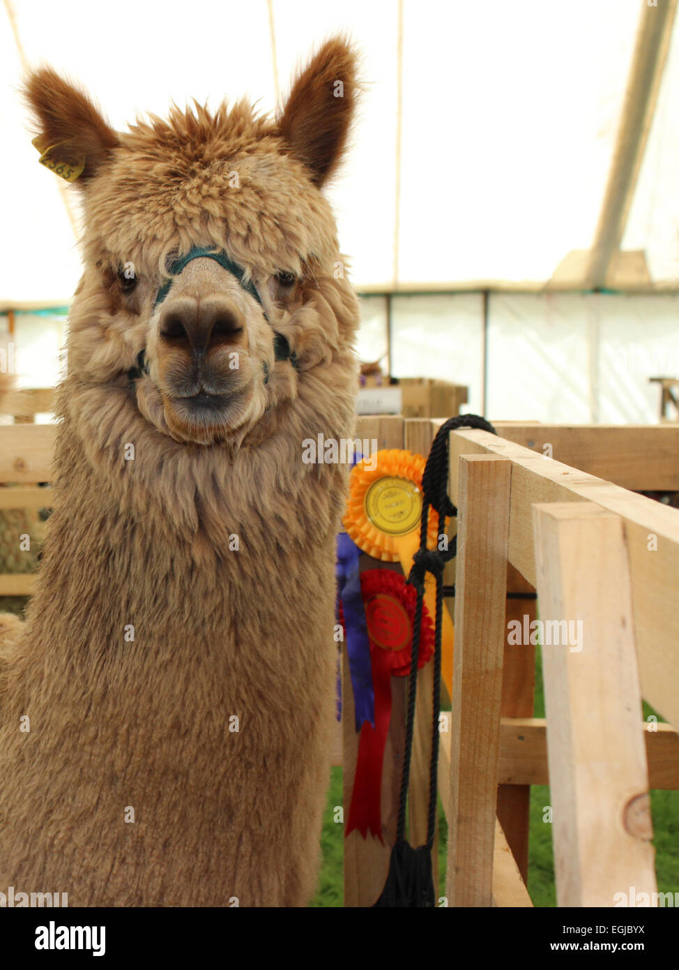 Prize winning Alpaca at agricultural show Stock Photo - Alamy
