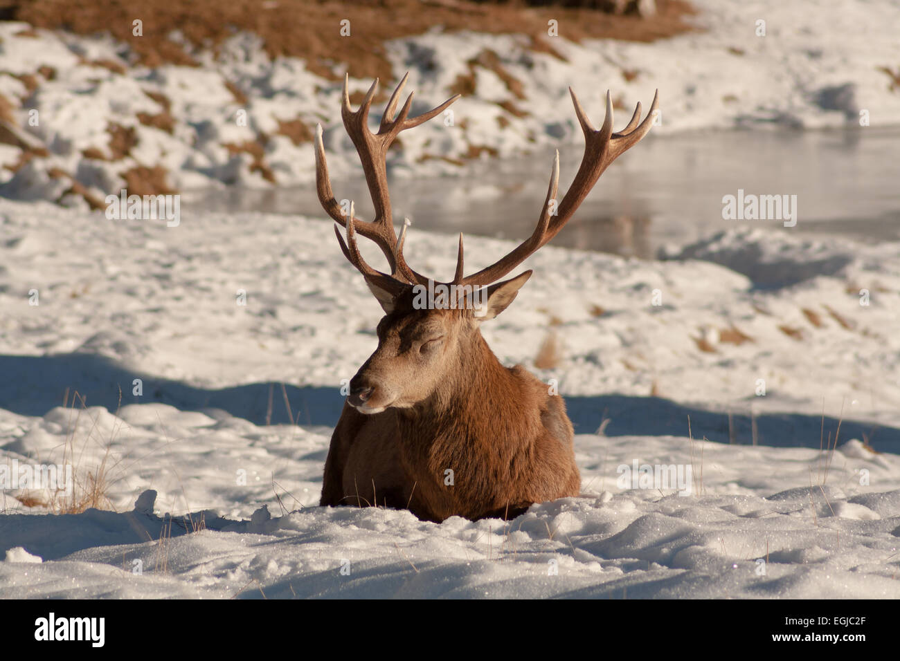 The rest of the chief deer Stock Photo - Alamy