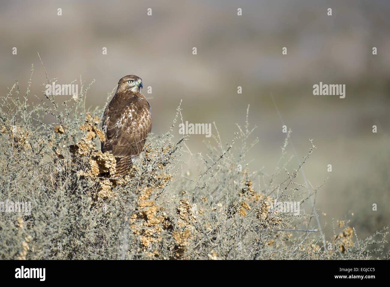 A common buzzard in a tree of Bosque Del Apache in New Mexico, USA ...