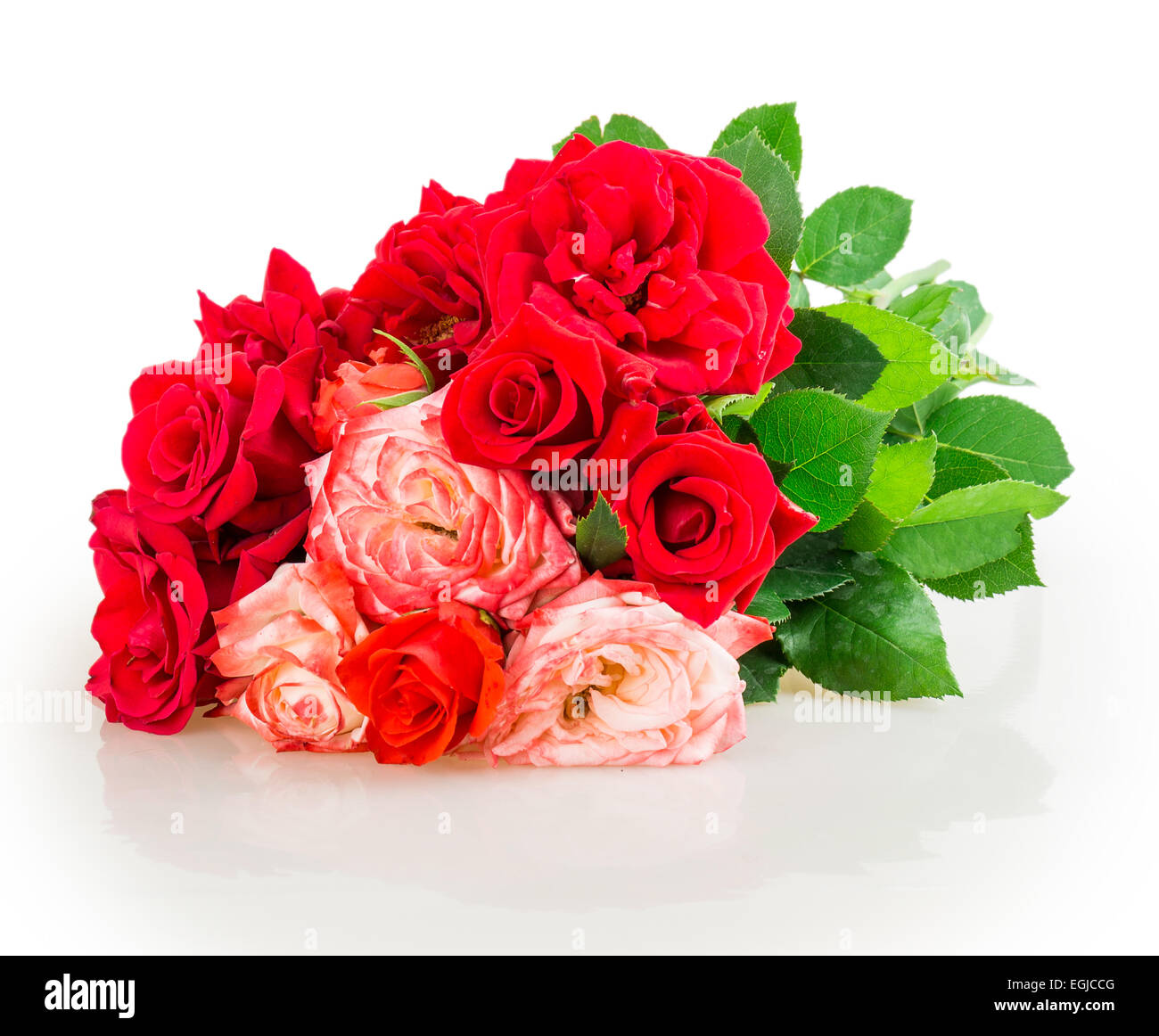 rose isolated on white background Stock Photo - Alamy