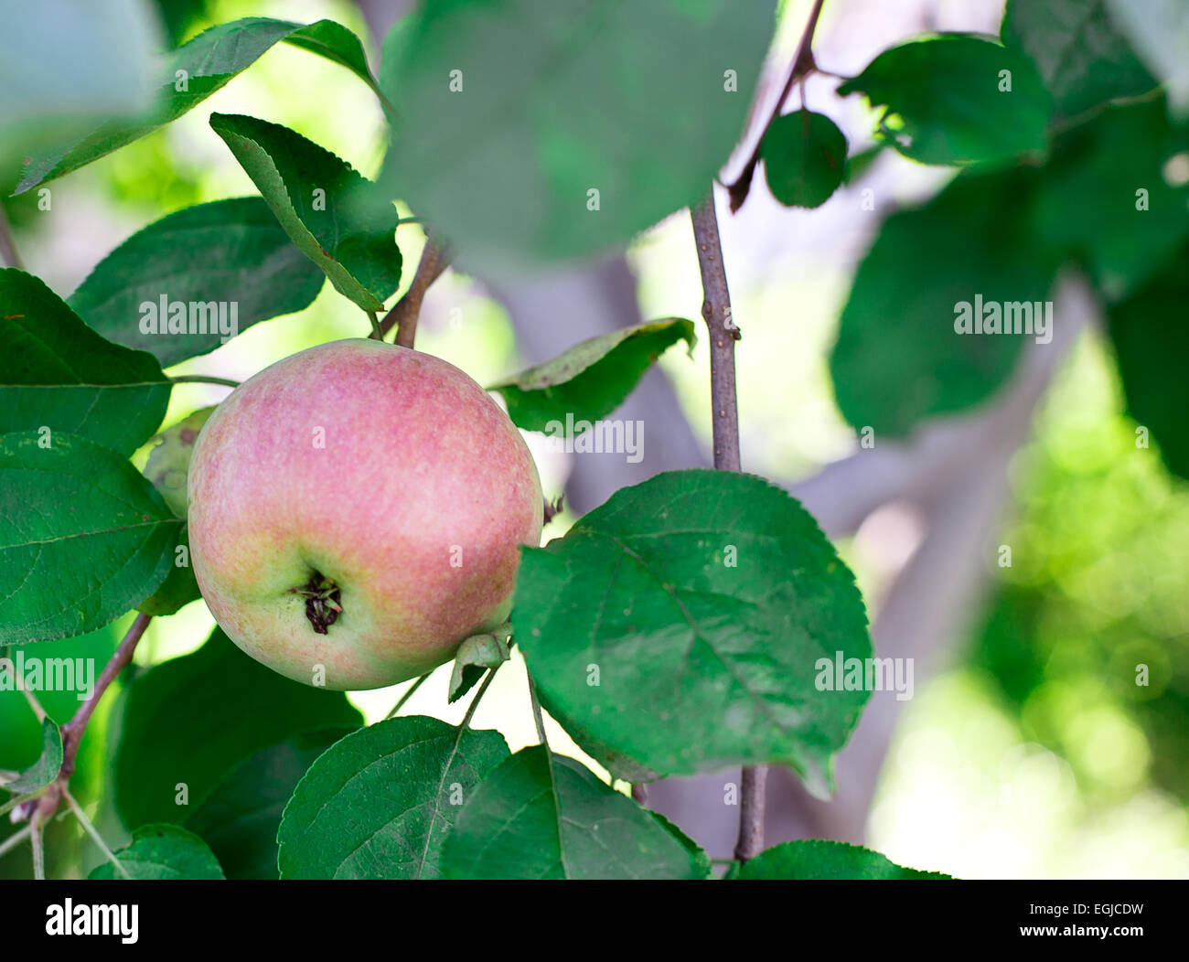 apple tree ripe among green leaves Stock Photo - Alamy
