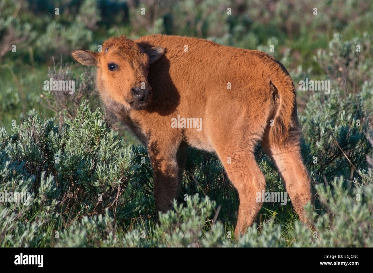 Bison calf in Yellowstone National Park, Wyoming, United States Stock ...