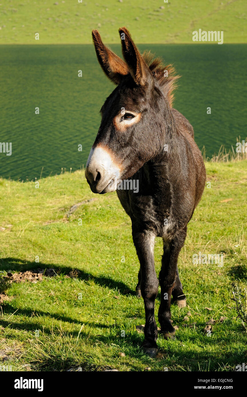 Vertical portrait of donkey Stock Photo - Alamy