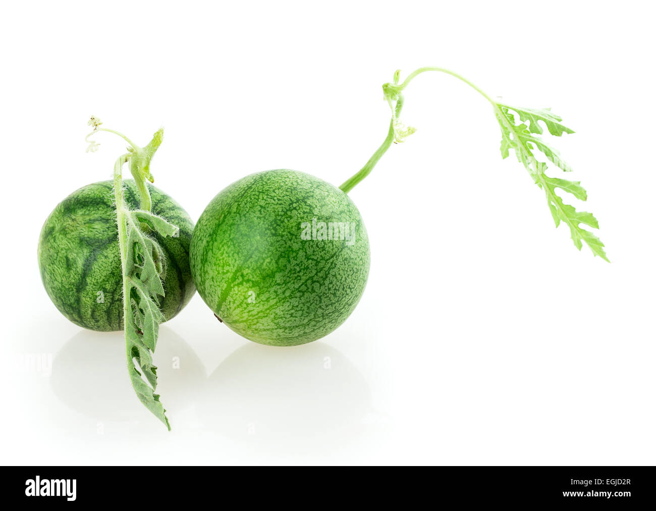 not ripe watermelon isolated on white background Stock Photo - Alamy
