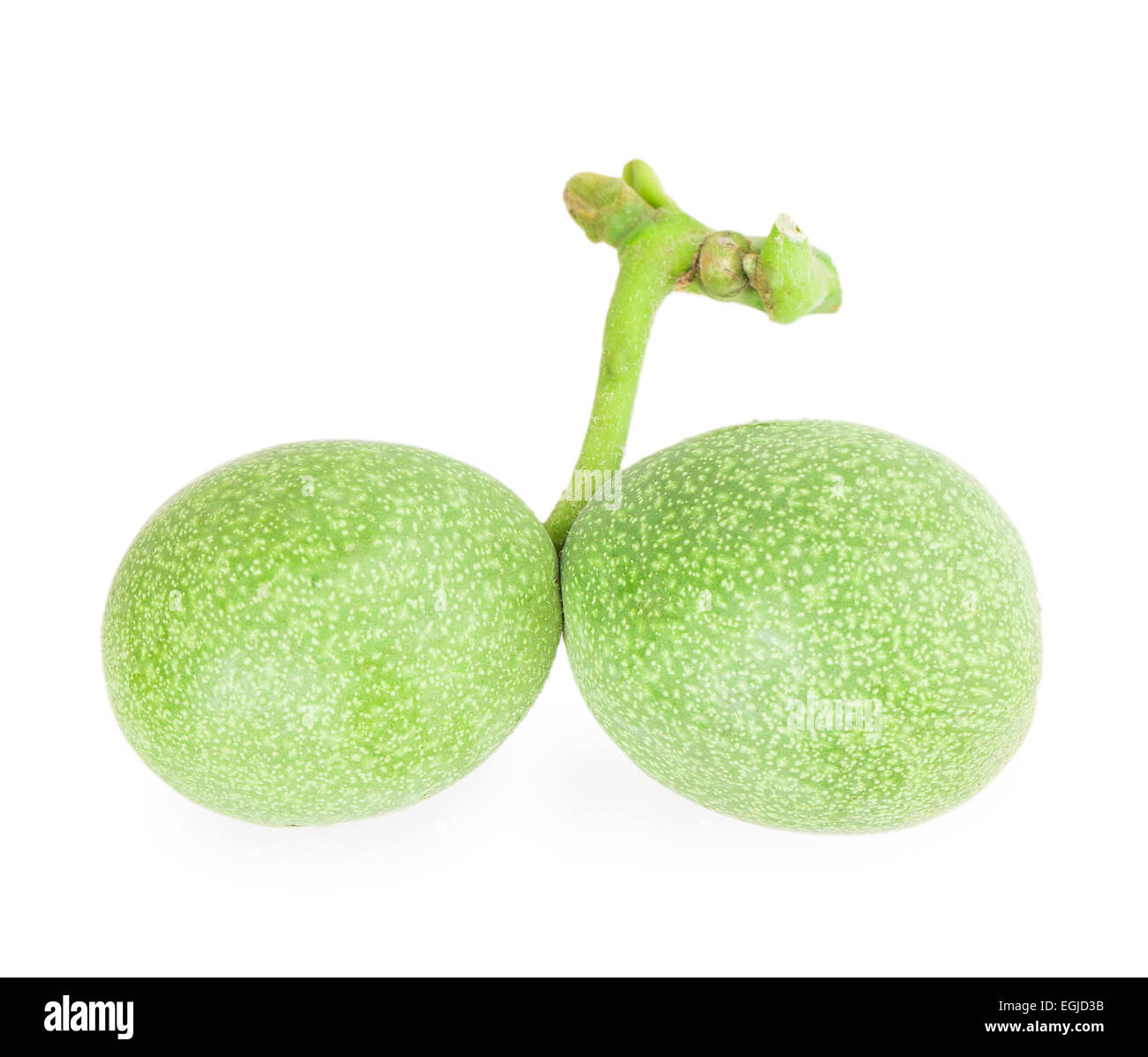 green walnuts isolated on white background Stock Photo - Alamy