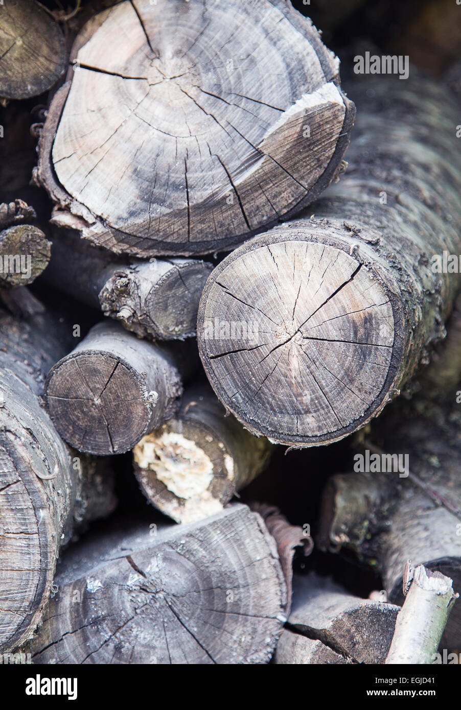 Wood circle texture slice background Stock Photo - Alamy