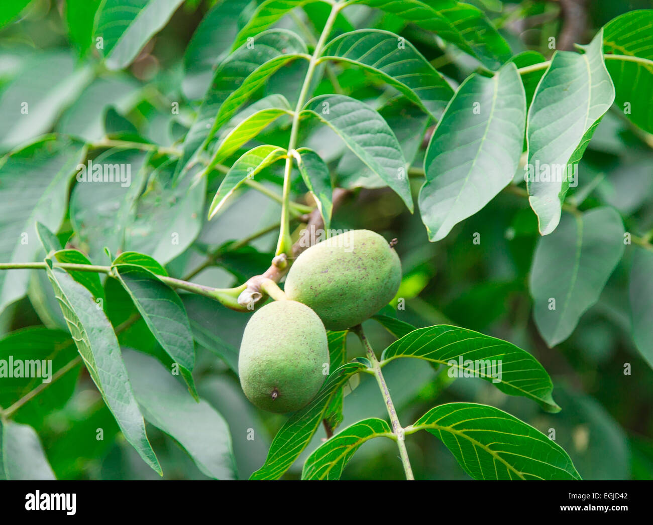 green walnut on the tree Stock Photo - Alamy