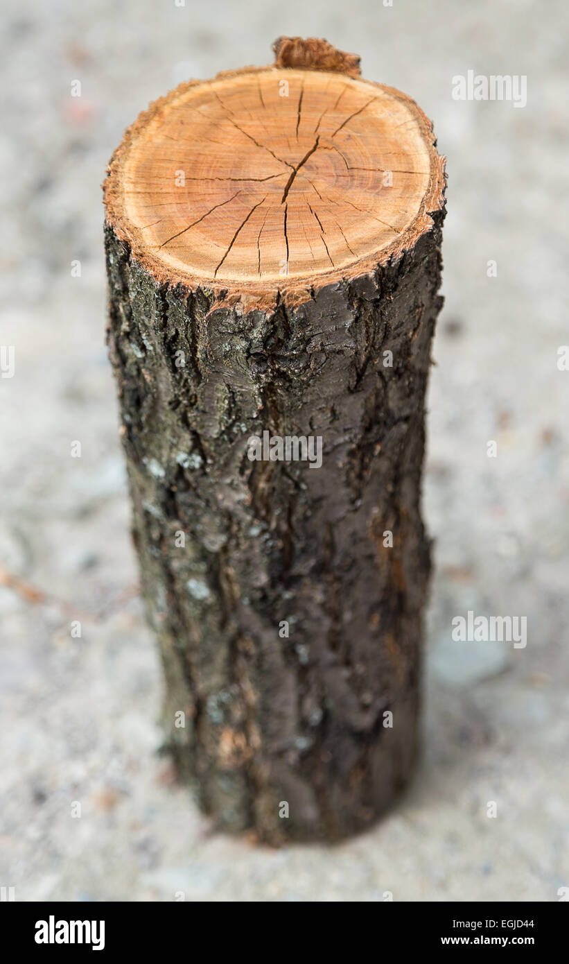 Wood circle texture slice background Stock Photo - Alamy